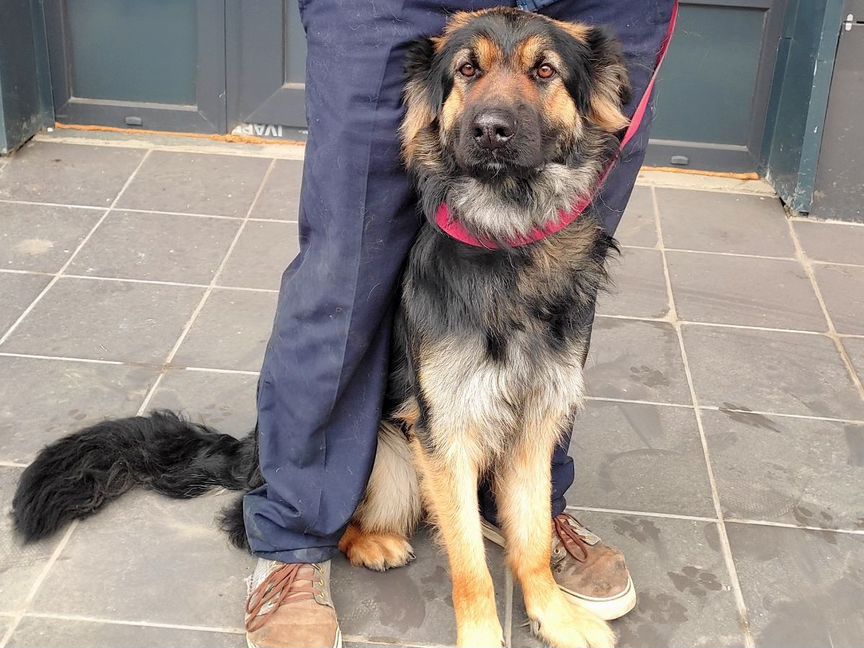 Собака девочка 1 год в хорошие руки