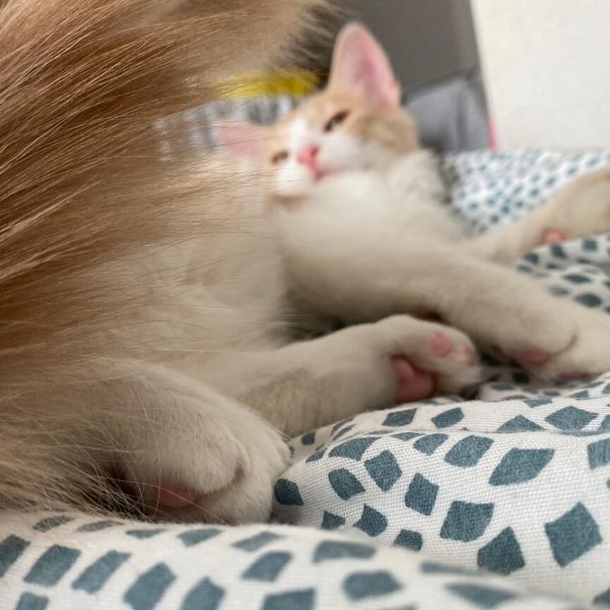 Взрослый кот в добрые руки