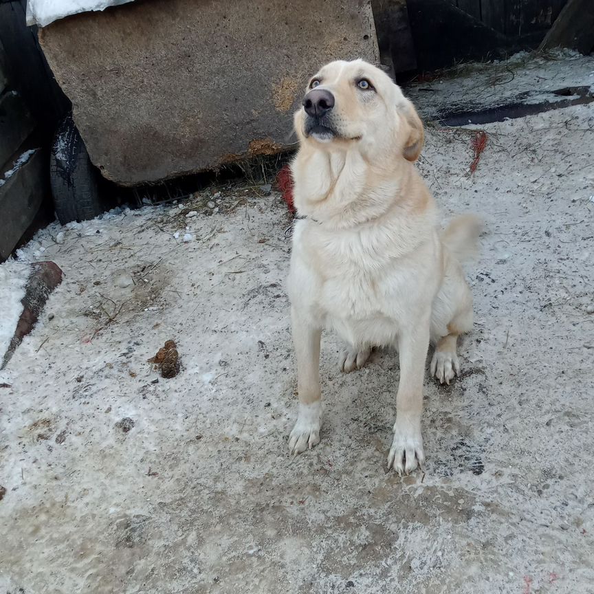 Пёс Бим, собака