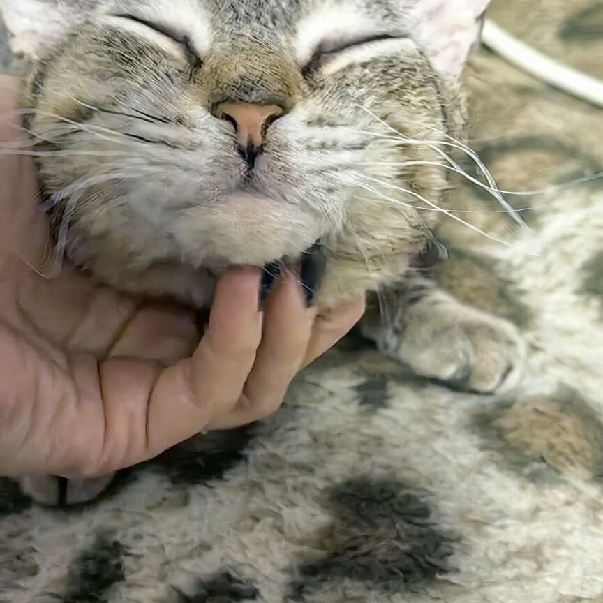 Котик бесплатно