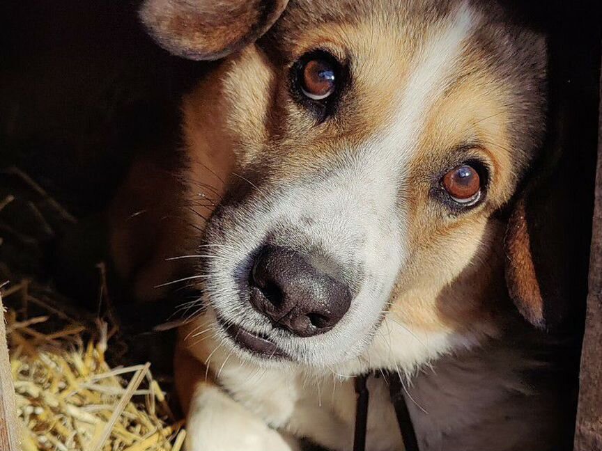 Прохор почти Корги)