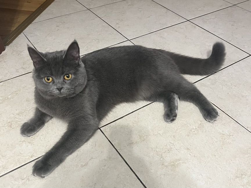 Британская кошка