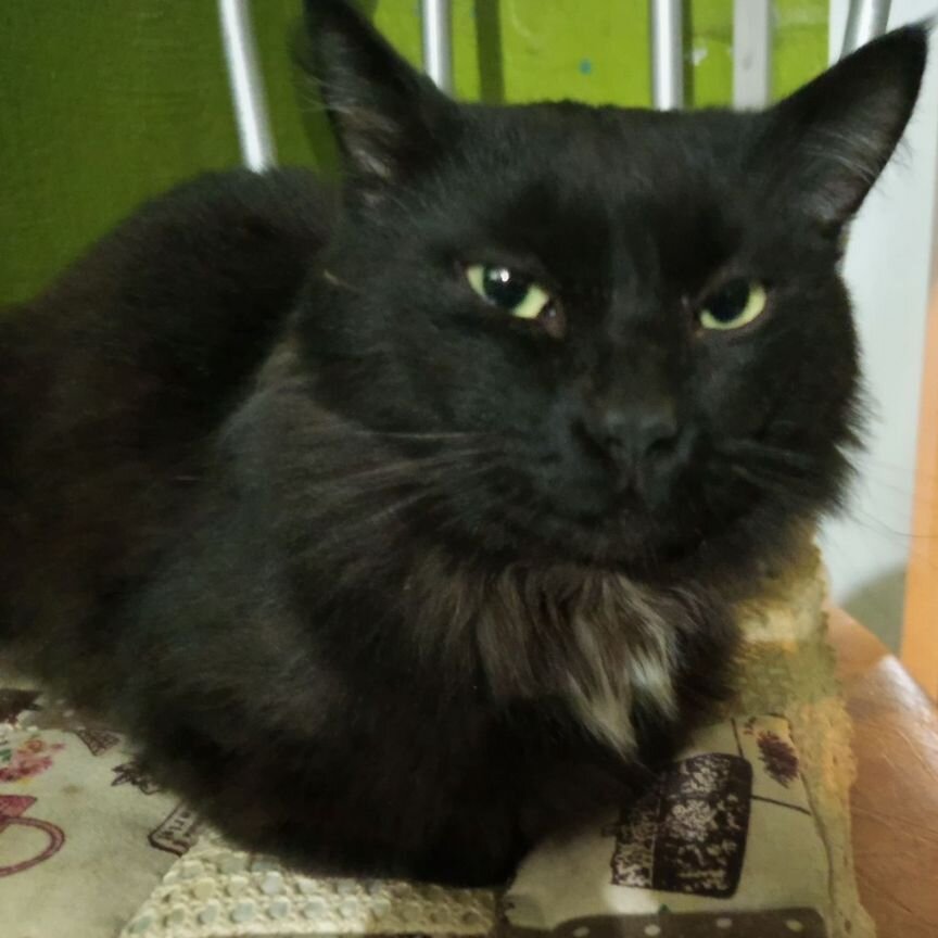 Черная кошка, ласковая