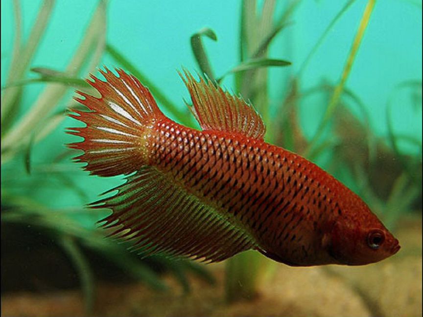 Курочки Корона коронохвостые красные