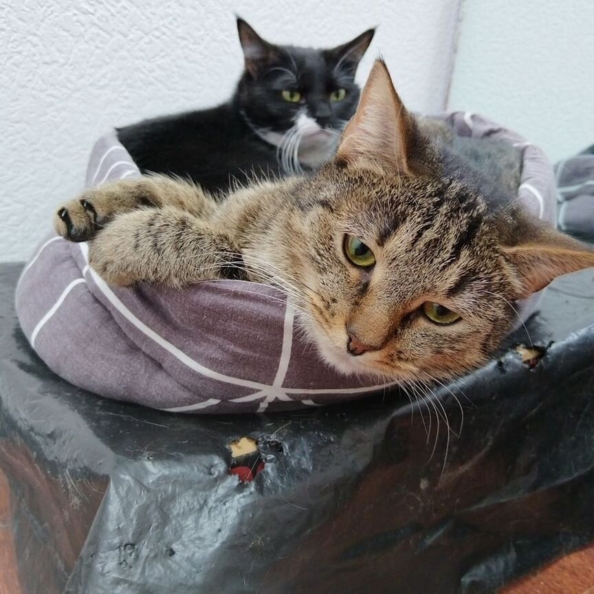 Котики бесплатно в добрые руки
