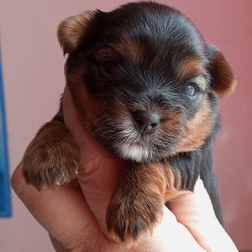 Йоркширский терьер, щенок