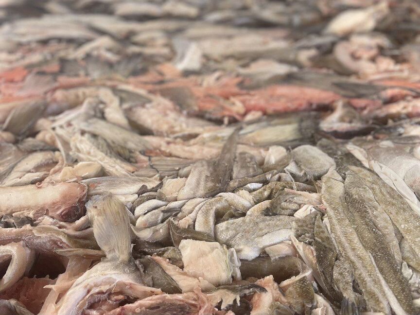 Рыбные отходы, хребты минтая и горбуши