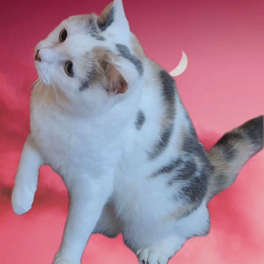 Очень ласковая осиротевшая кошка в добрые руки