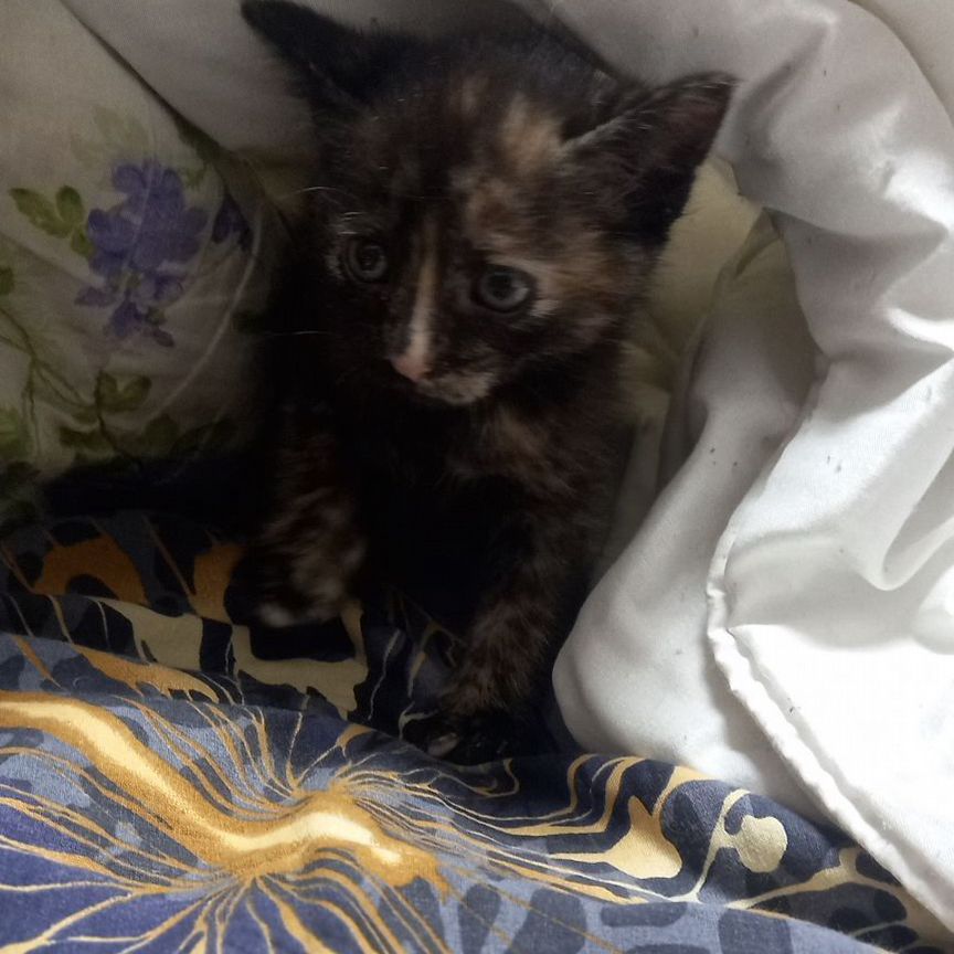 Котёнок это девочка