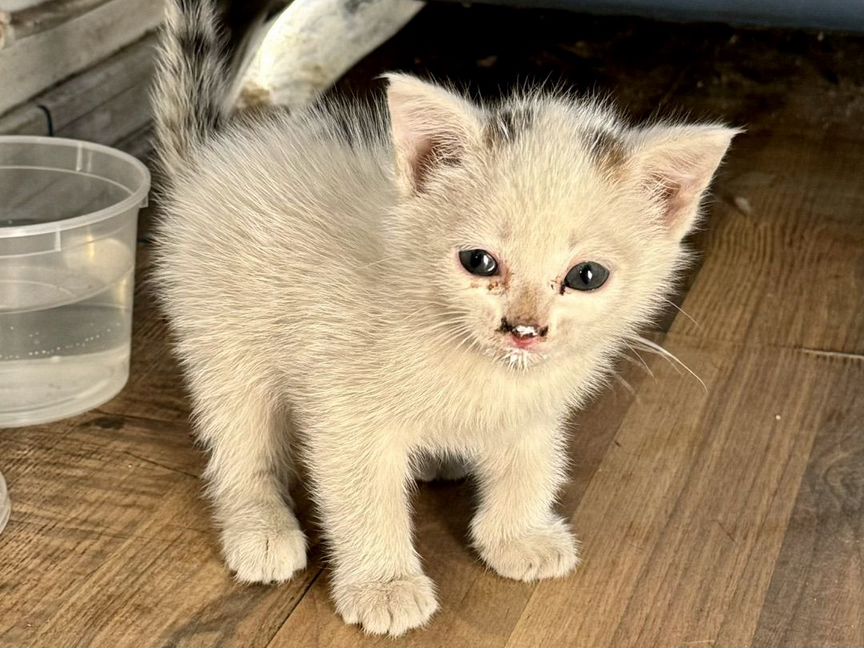 Кошка, кот, котенок