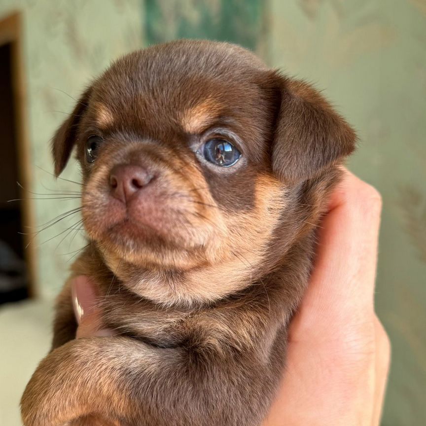 Чихуахуа девочка шоколадная