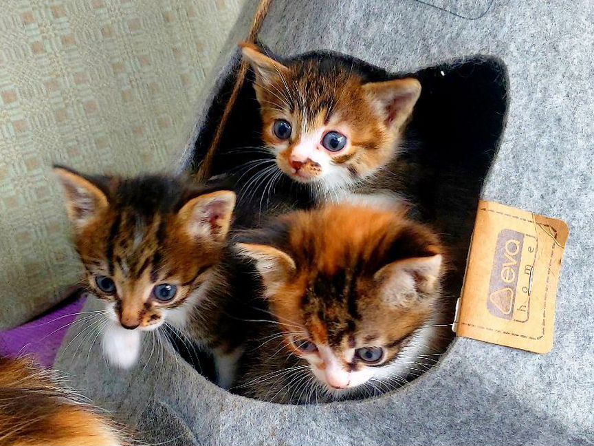 Кошка в дар