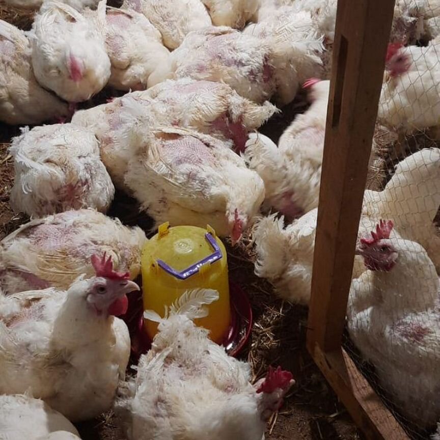 Куры бройлеры живым весом
