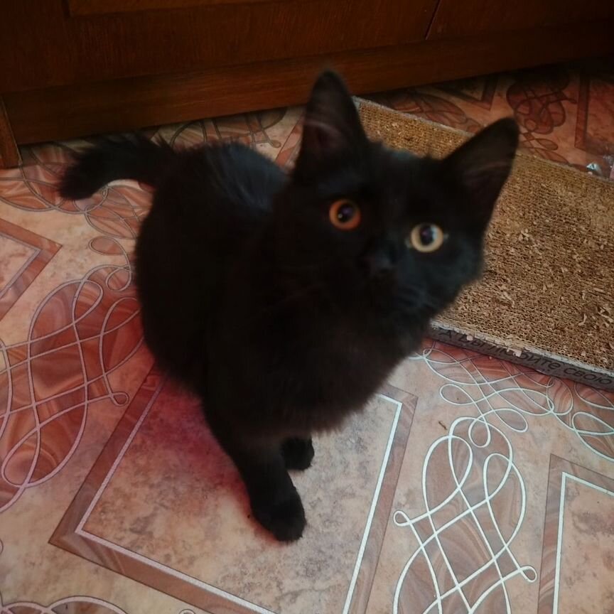Отдают котят
