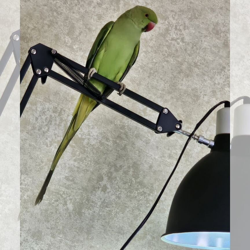 Ожереловый попугай