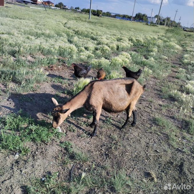 Козы на мясо