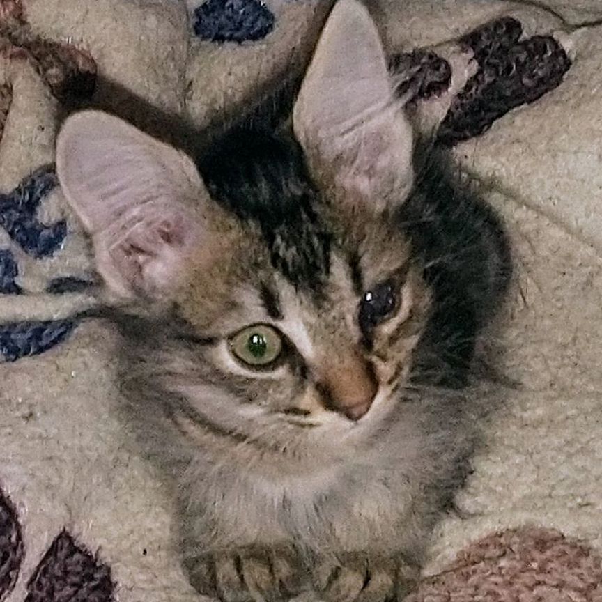 Котёнок с особенностью ищет дом