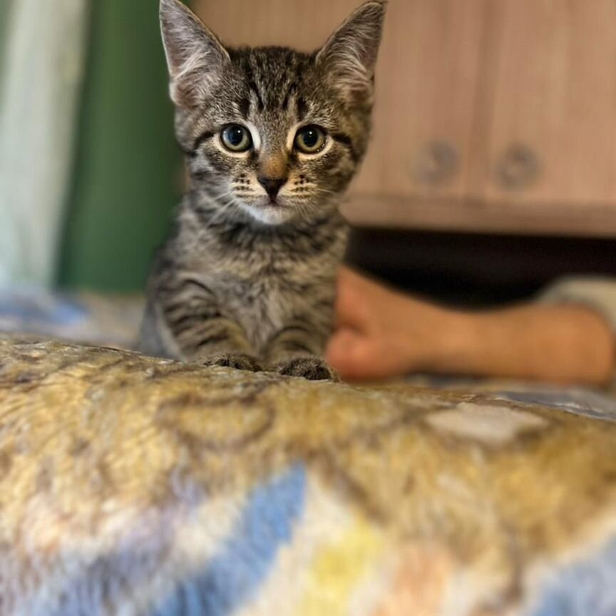 Котенок мальчик 1,5 мес