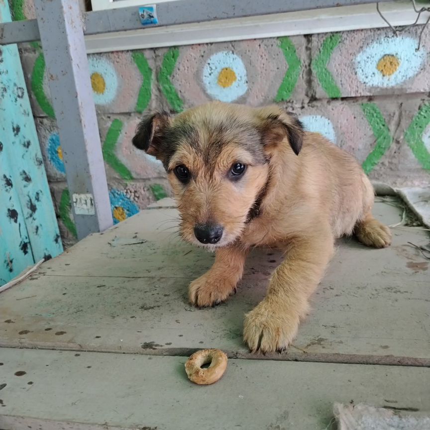 Щенки в хорошие руки