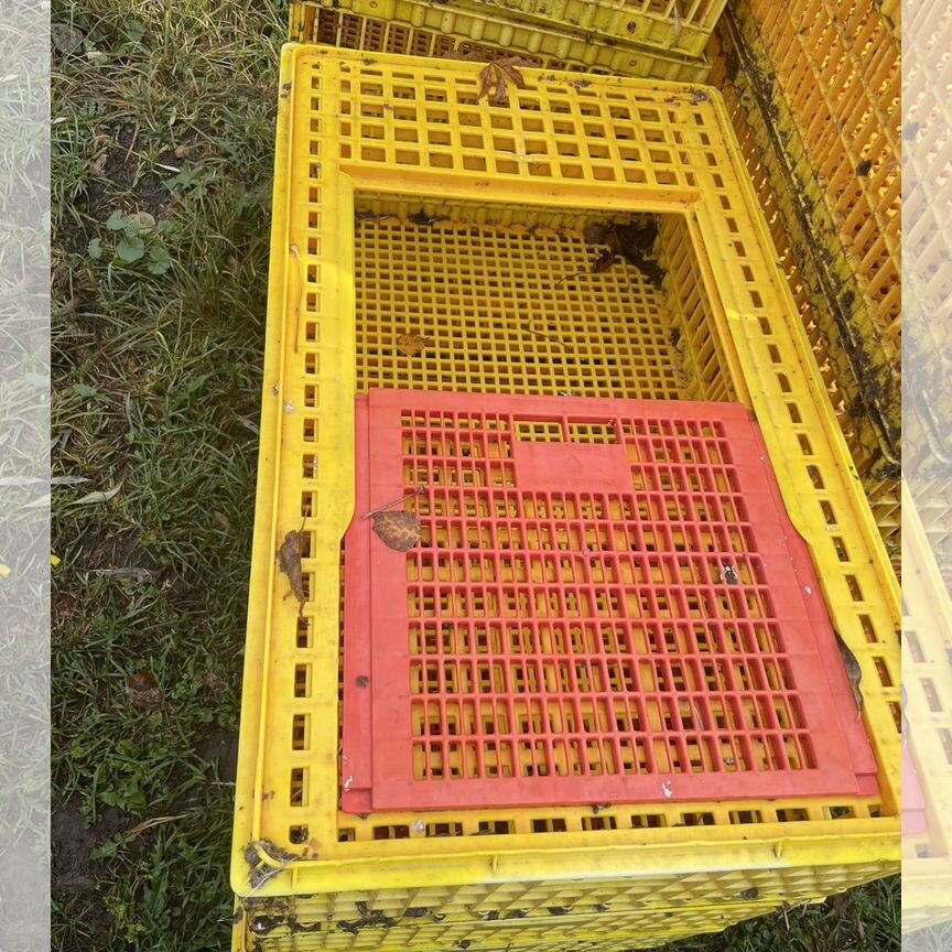 Ящик для перевозки живой птицы