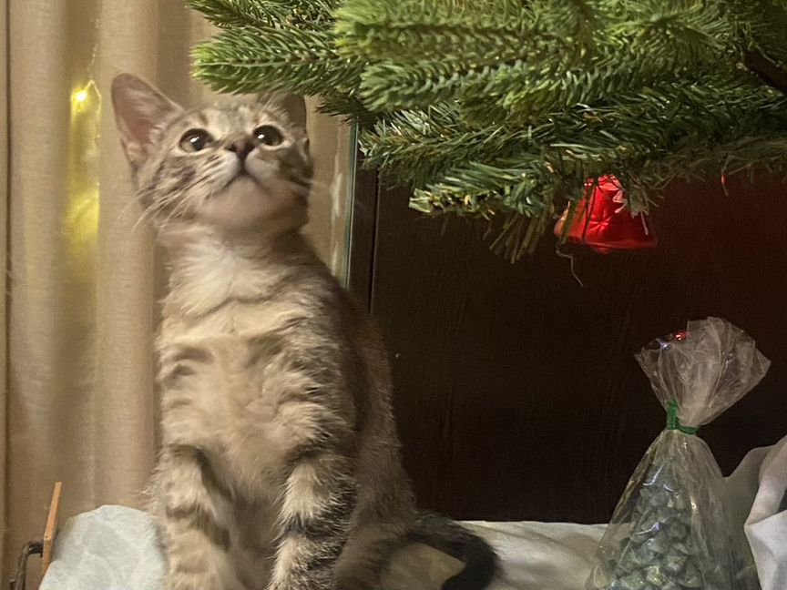 Котенок (кошечка) в добрый дом
