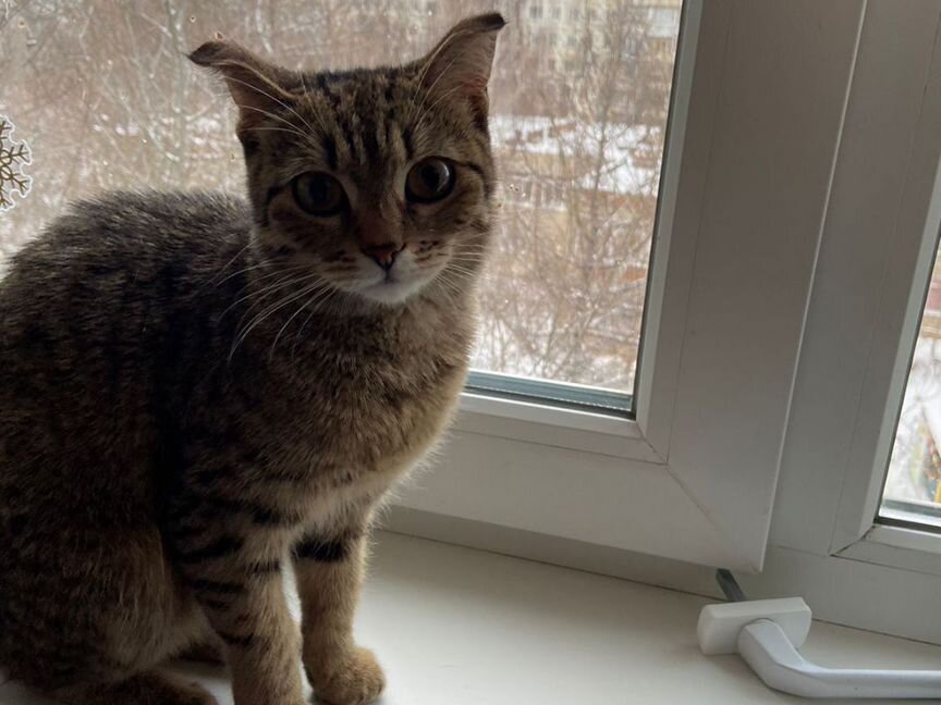 Молоденькая кошечка в добрые руки