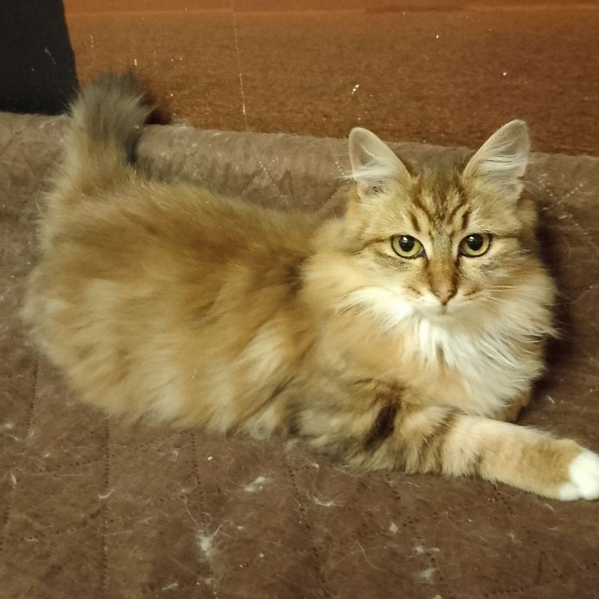 Сибирский котёнок