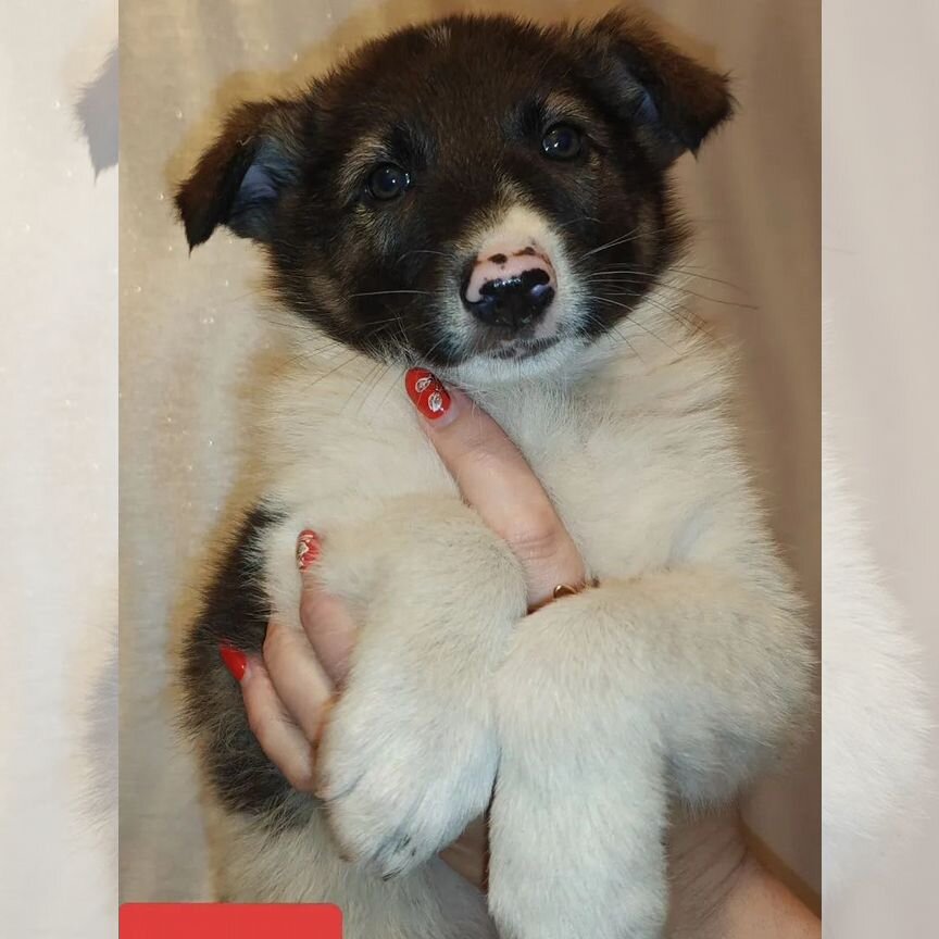 Щенок в добрые руки