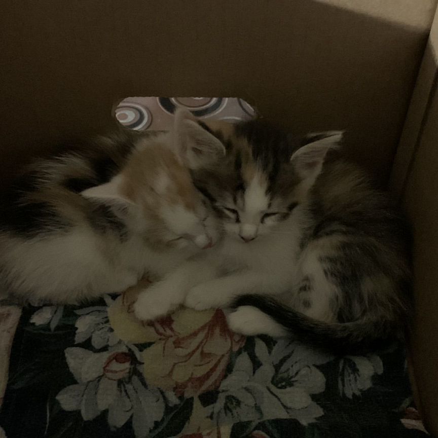 Отдам двух котят девочек