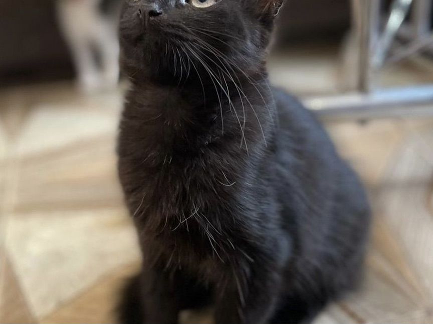 Котенок Кокосик