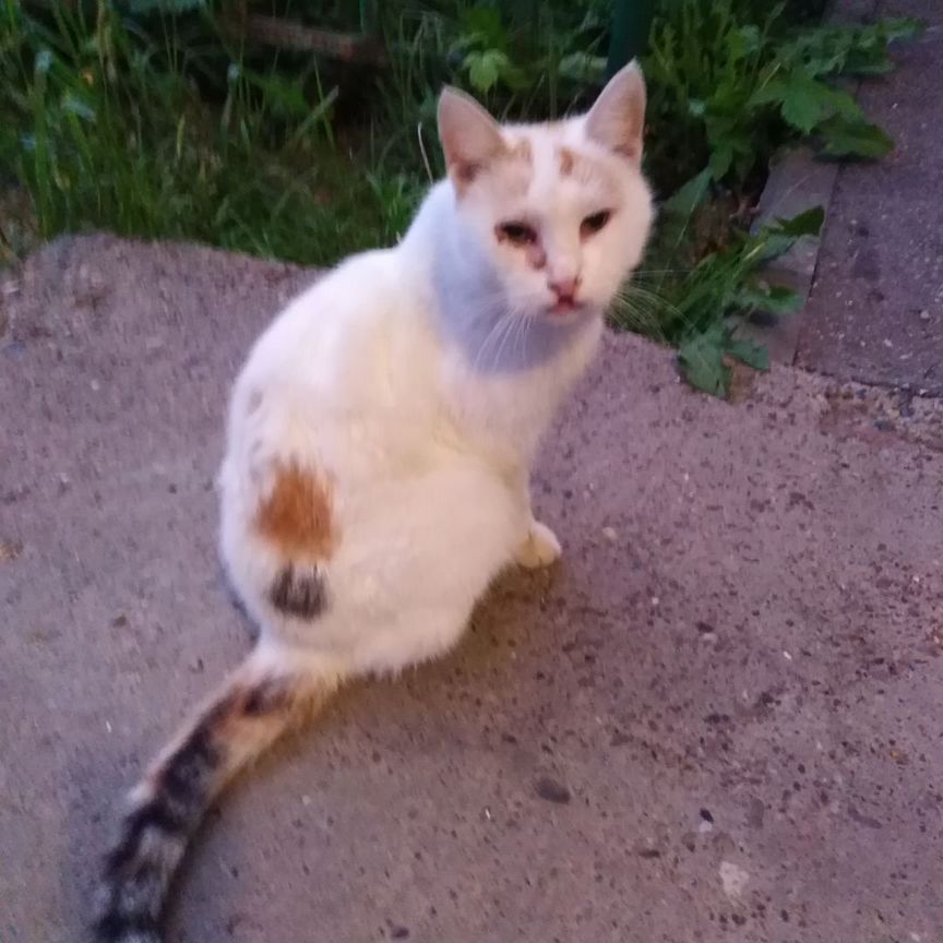 Трехшерстная кошка