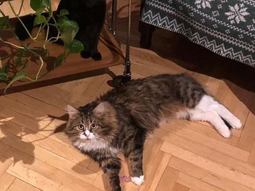 Кот домовенок