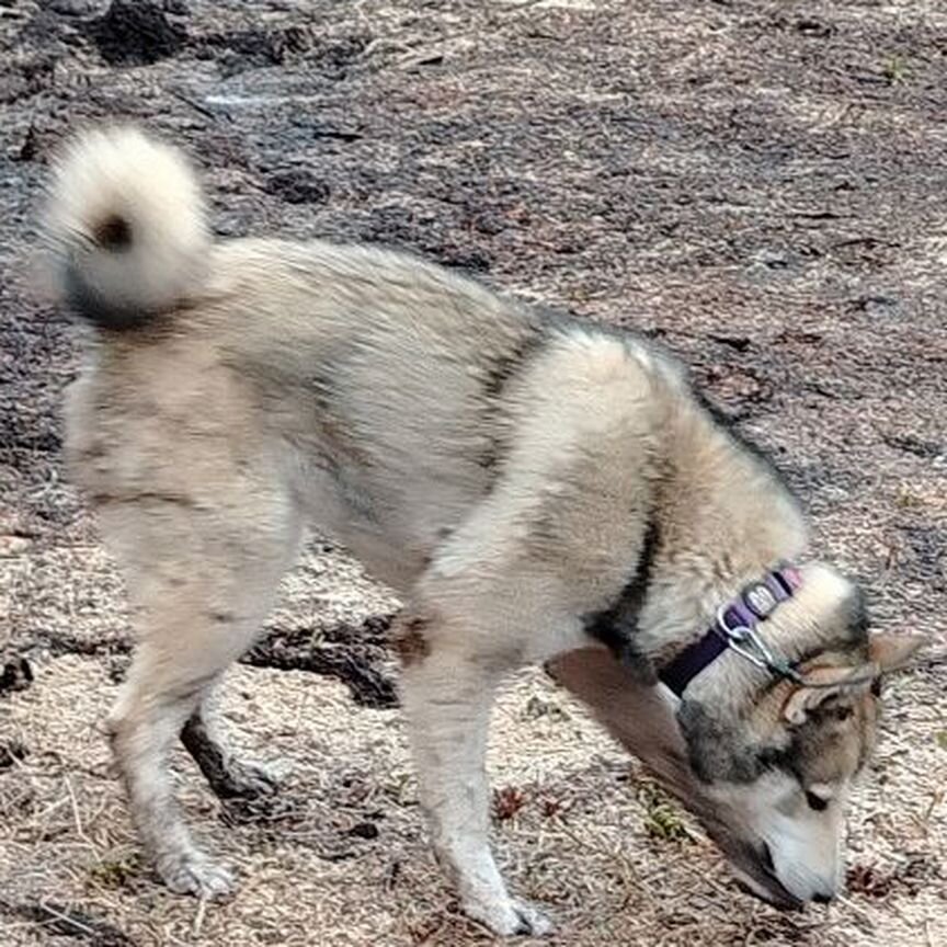 Западносибирская лайка, щенок