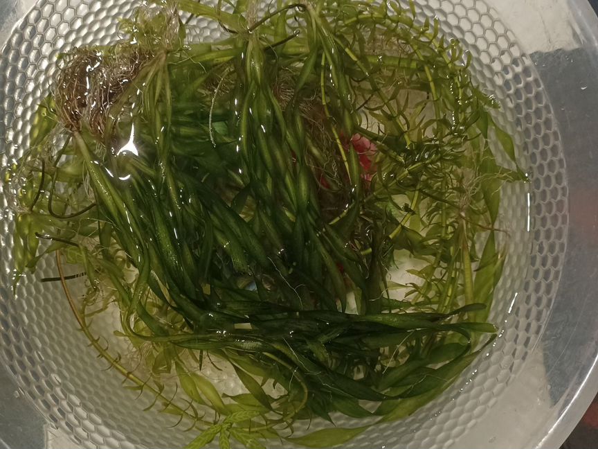 Валлиснерия