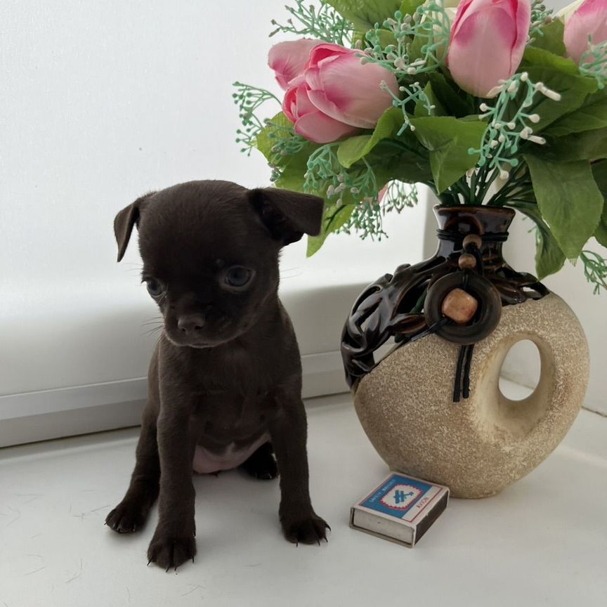 Щенки чихуахуа