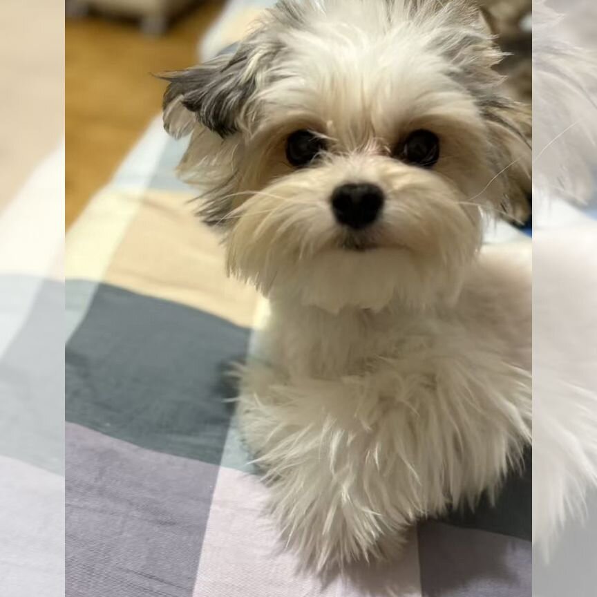 Йоркширский терьер, щенок