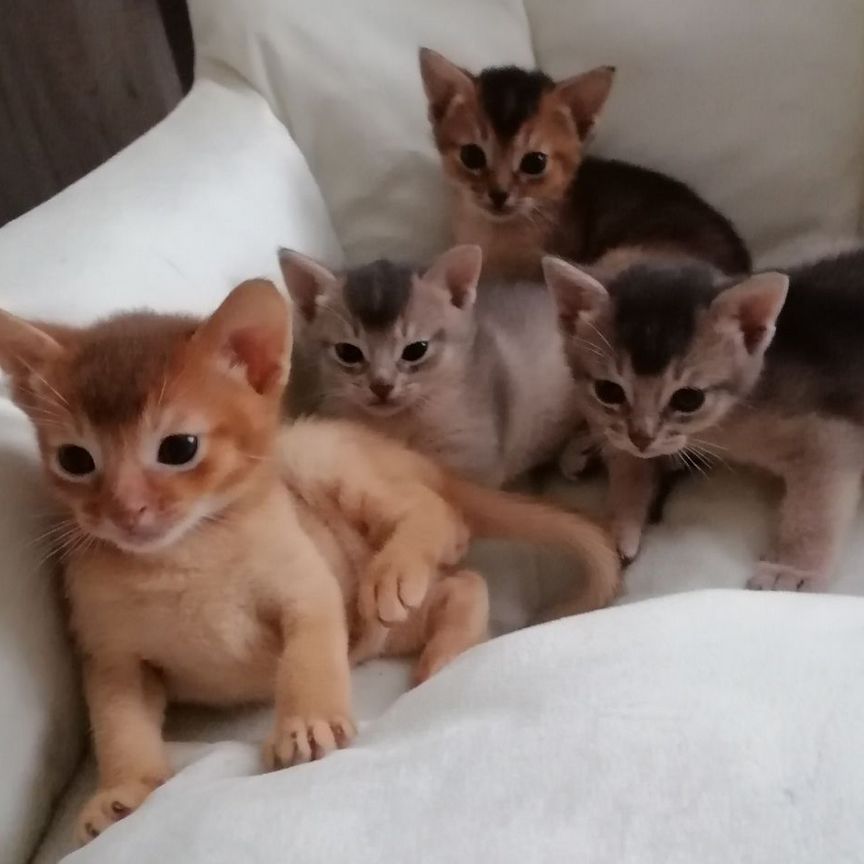 Абиссинские котята