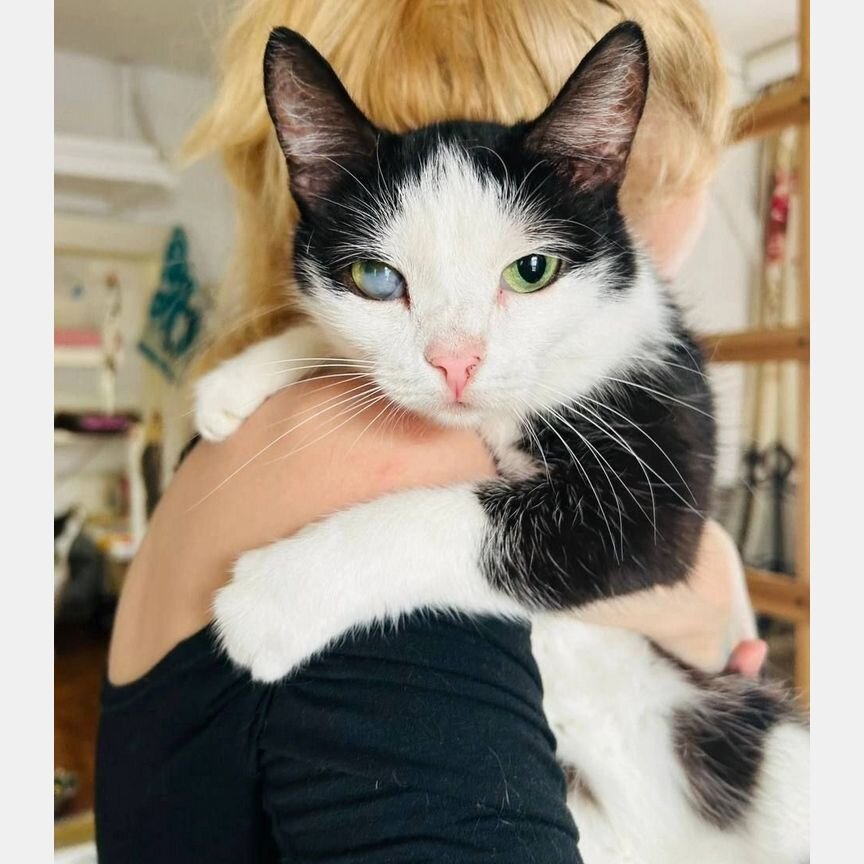 Особенная кошка с разными глазами из приюта