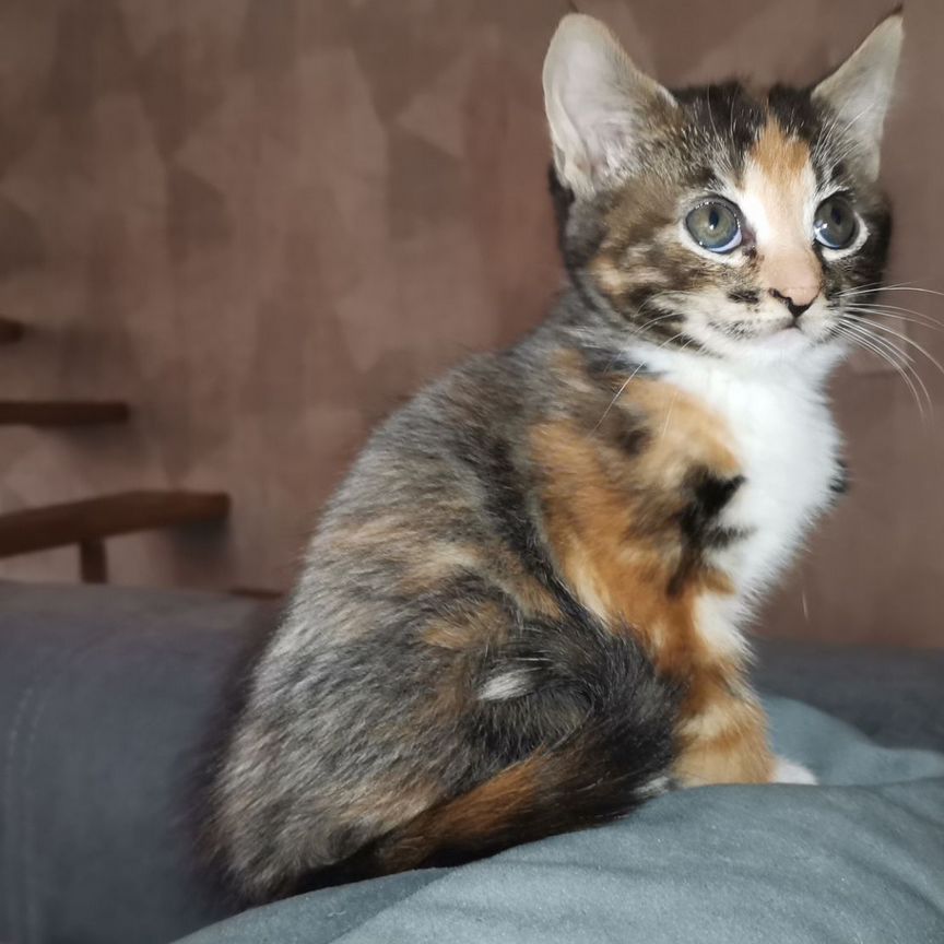 Котёнок от частного владельца