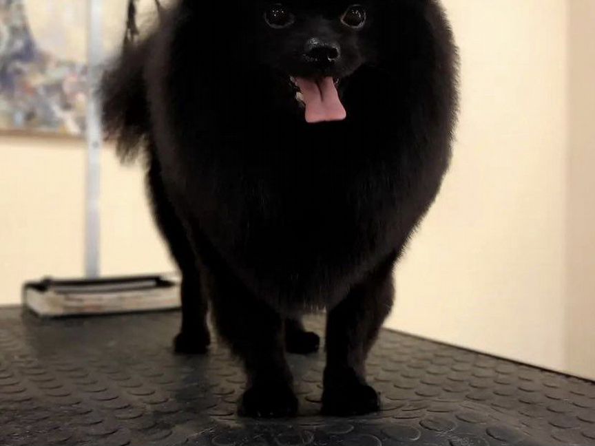 Шпиц на вязку (развязан). Арчи, 3г.,3м.,рост в