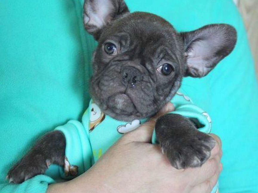 Французский бульдог super малыши