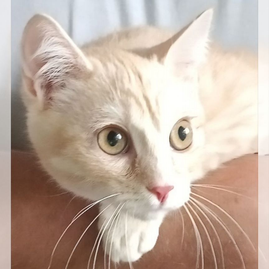 Котики бесплатно