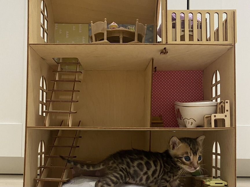 Бенгальские котики