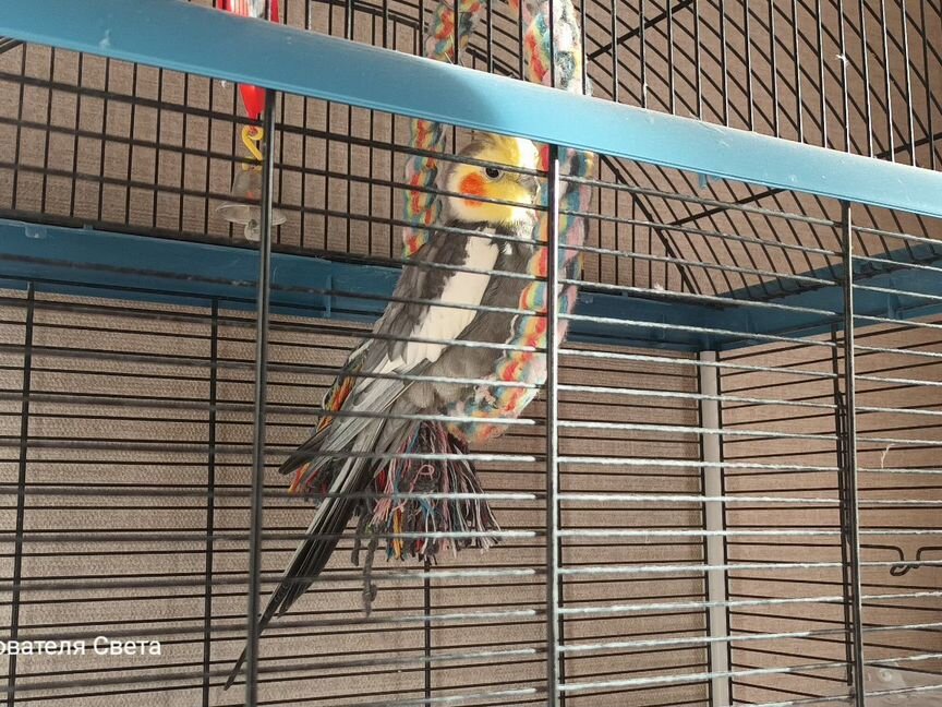 Попугай корелла с клеткой продается за 10 000