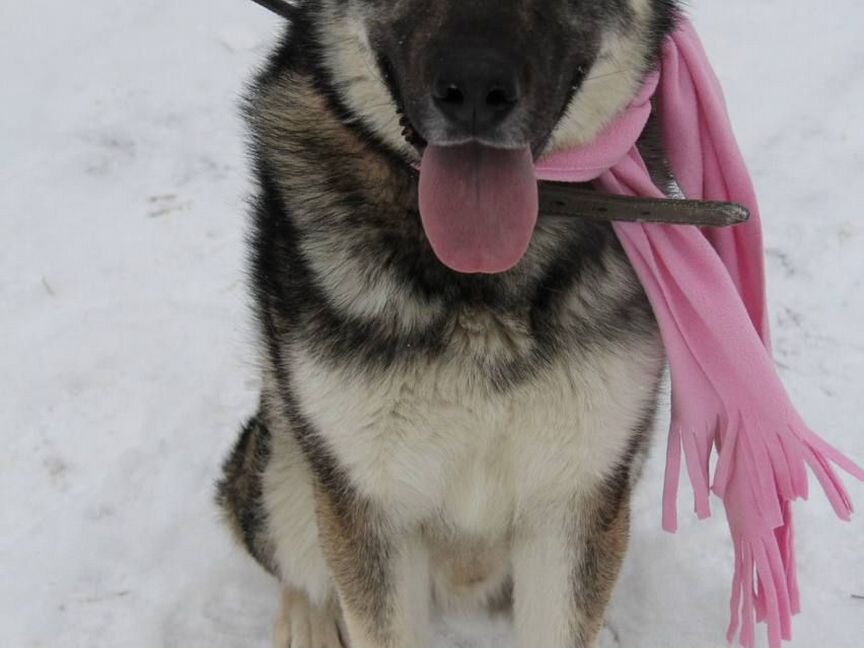 Волчёк, пёс из приюта