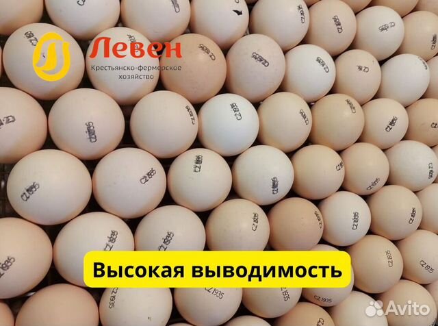 Инкубационное яйцо цылят бройлеров (Европа)