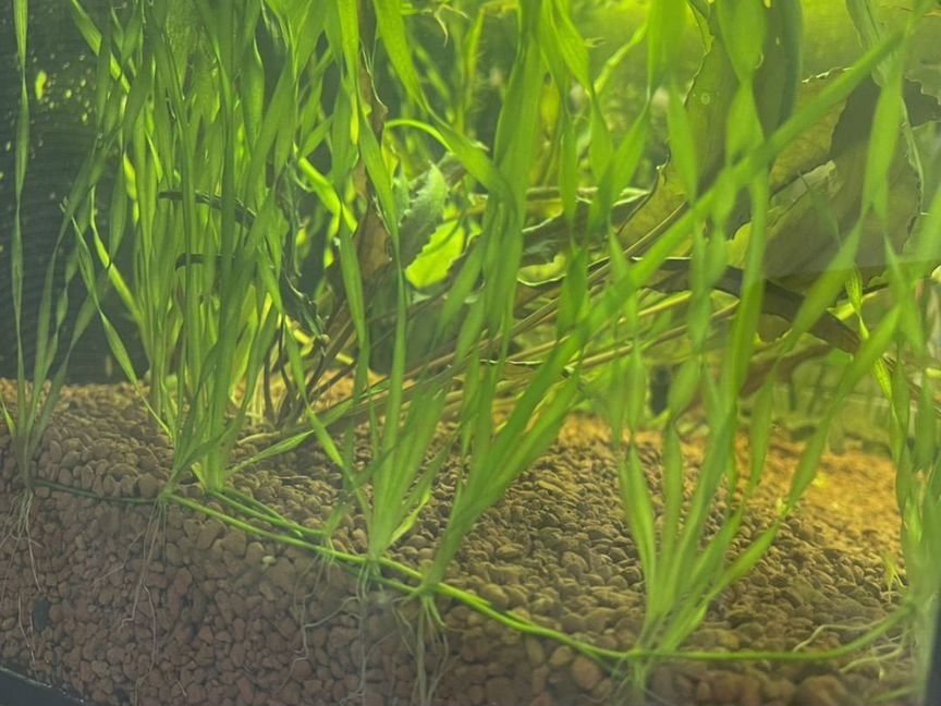 Аквариумное растение валеснерия спиральное ряска