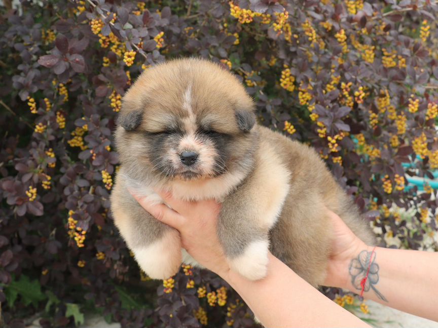 Очаровательные малыши длинношерсной Акиты