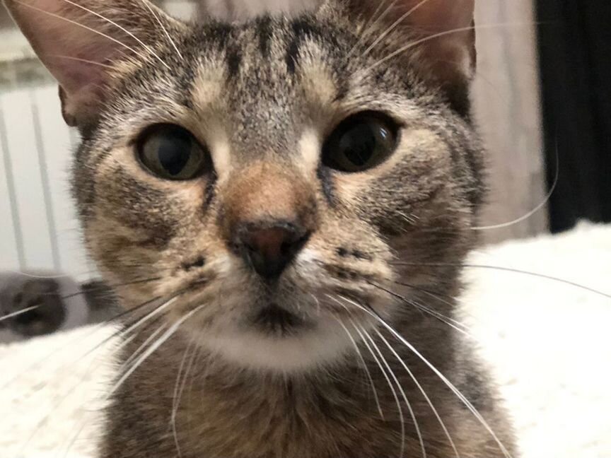 Котик Вжик