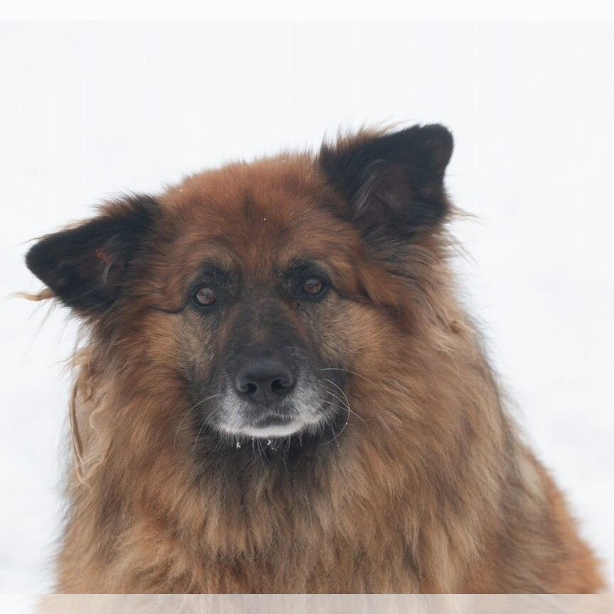 Взрослый пёс в добрые руки